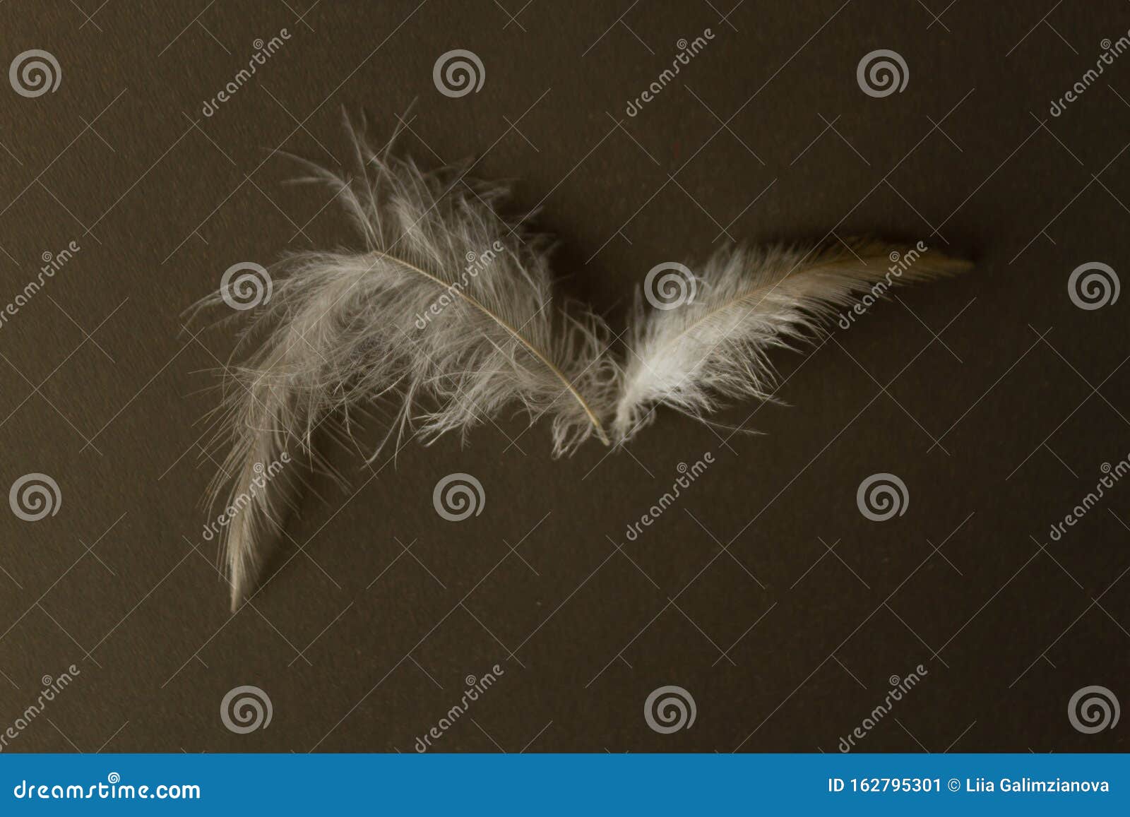 Broken Feather on Black Background Stock Image - Image of business ...