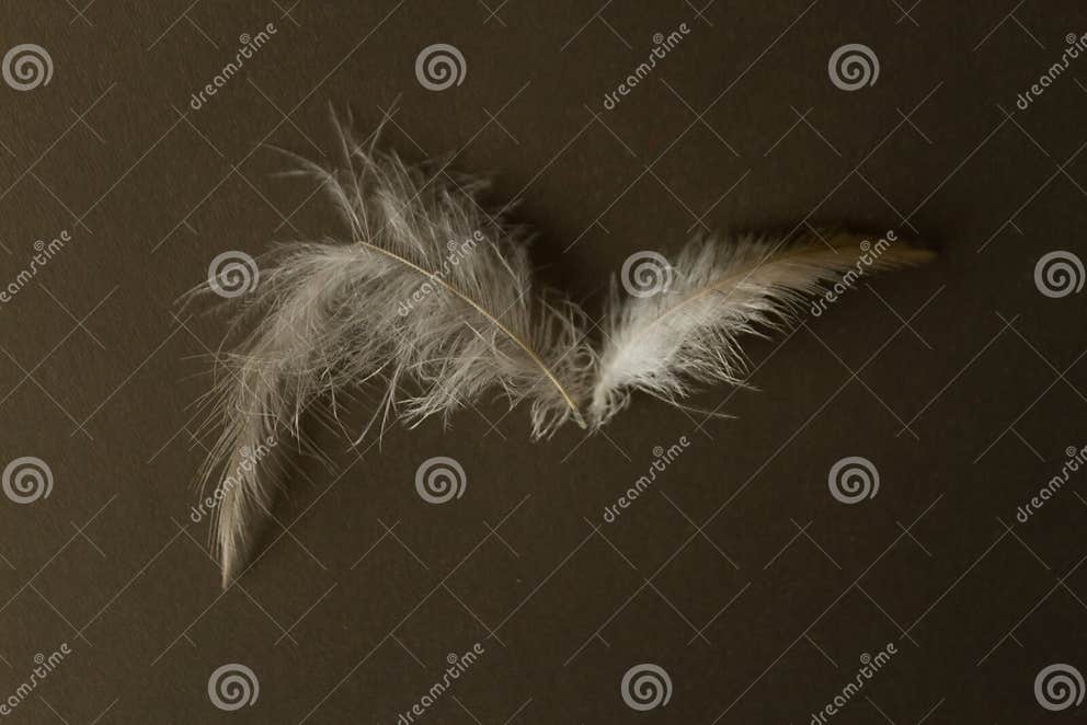 Broken Feather on Black Background Stock Image - Image of business ...