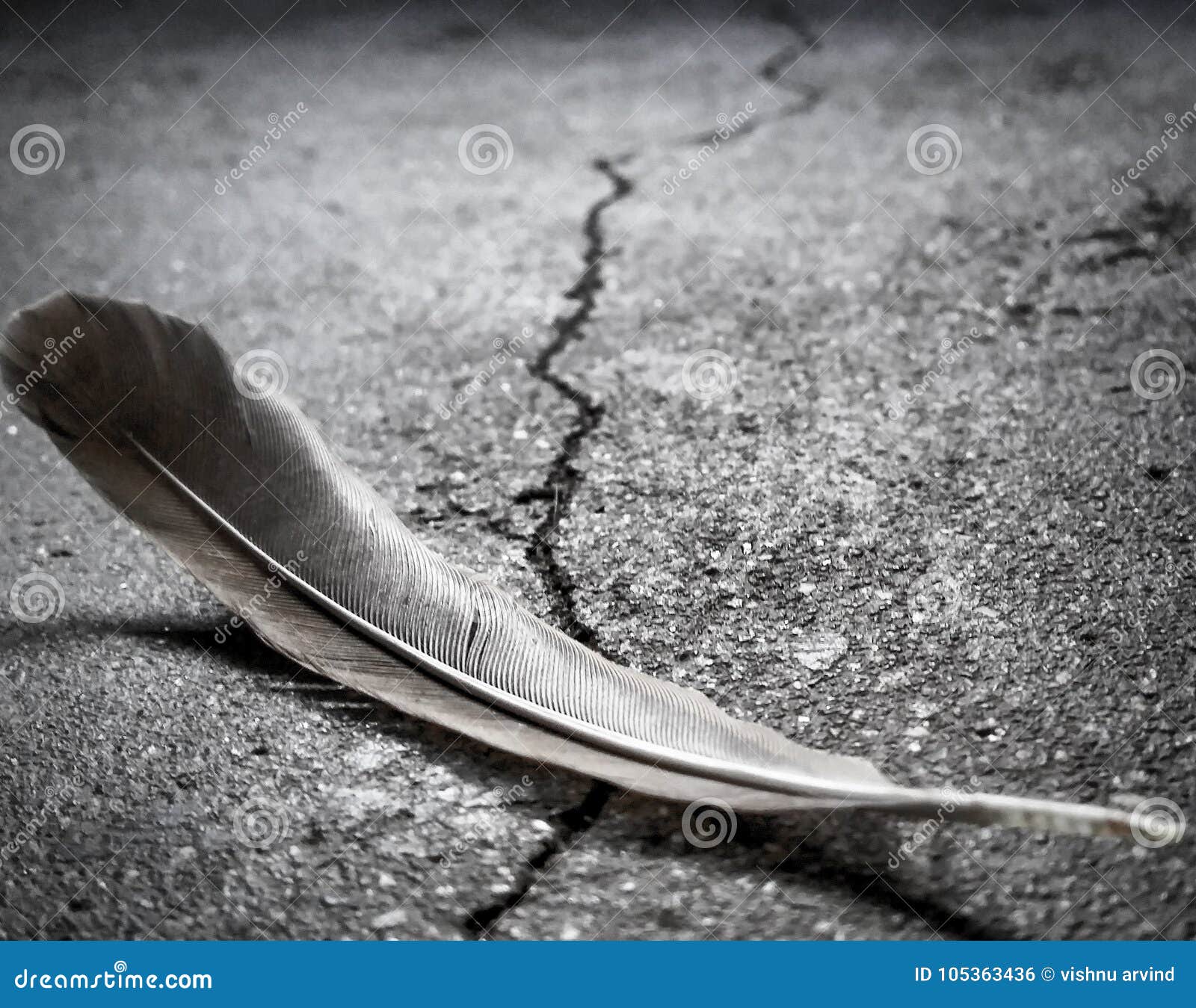 Broken feathers stock photo. Image of blacknwhite, broken - 105363436
