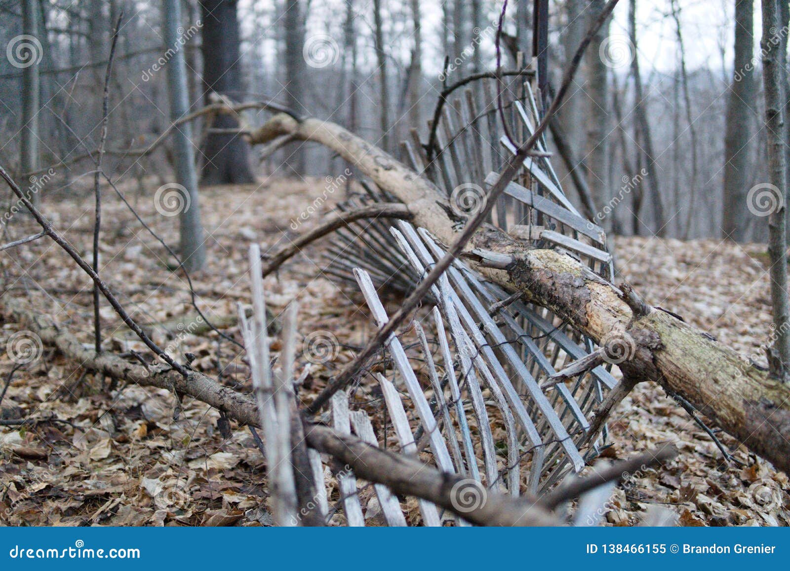 Broken Fence with Fallen Tree on Top Stock Image - Image of branches ...