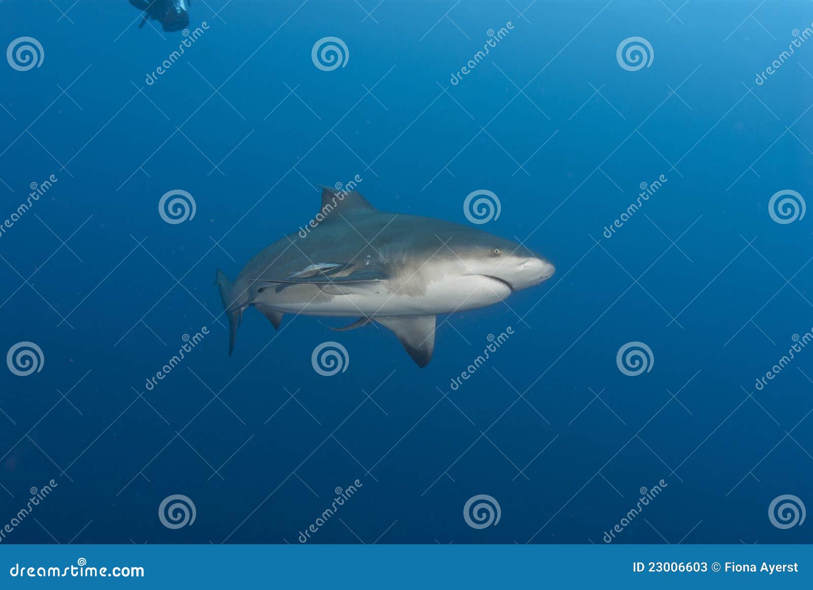 Broken fin stock image. Image of single, ocean, broken - 23006603