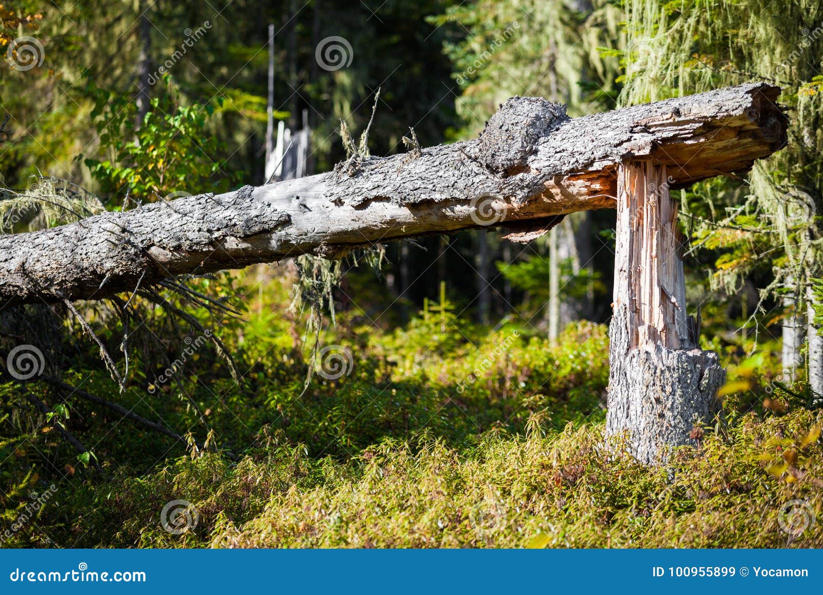 Broken Fir-tree in a Forest Stock Image - Image of stub, outdoors ...