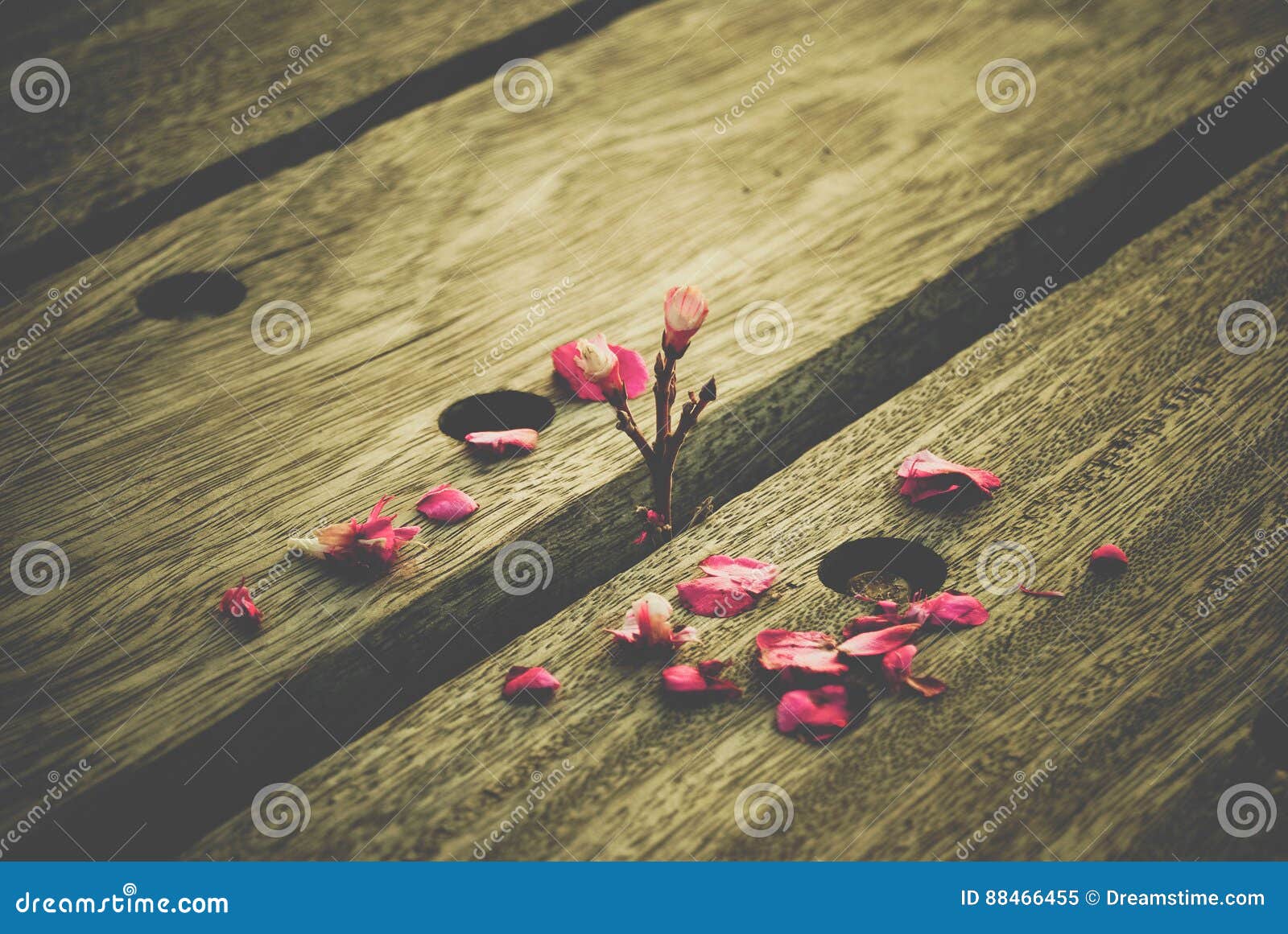 Broken Flower stock image. Image of plant, wooden, rose - 88466455