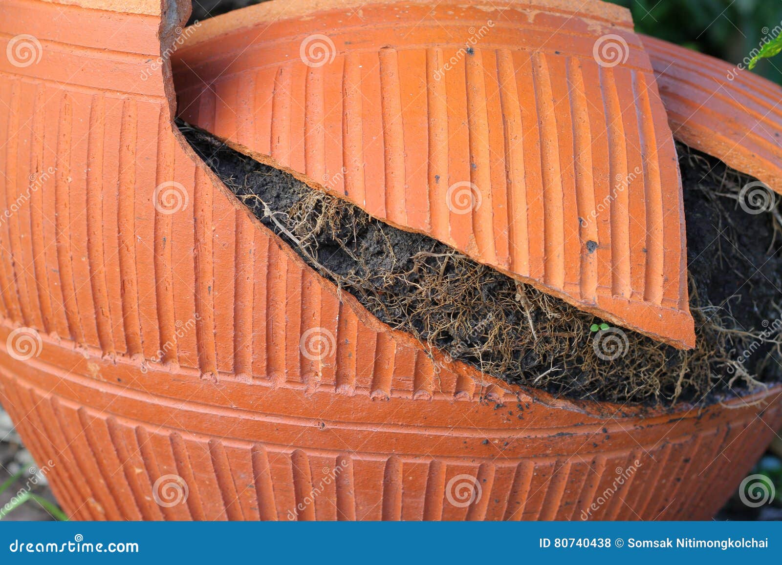 Broken of Flower Pots and Plant Root Out. Stock Photo - Image of plant ...