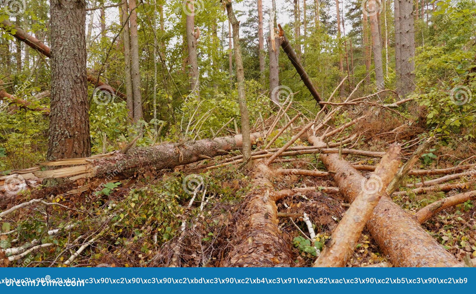Broken Forest after Powerful Hurricane Stock Video - Video of ruined ...