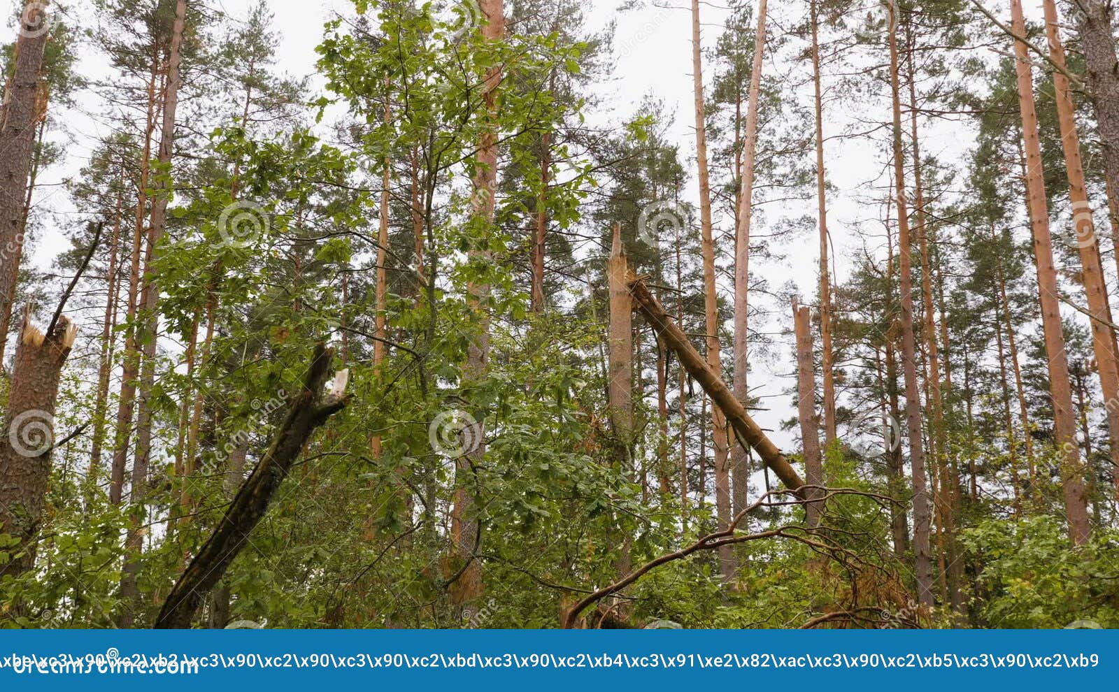 Broken Forest after Powerful Hurricane Stock Video - Video of powerful ...