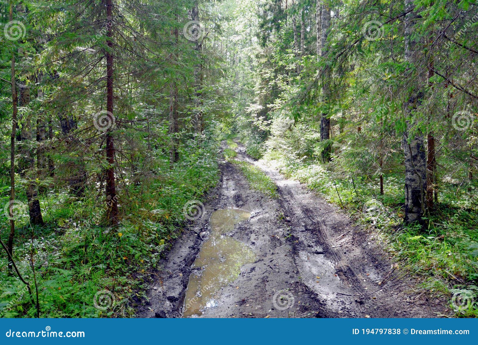 Broken Forest Road in Summer. Stock Photo - Image of beautiful, ancient ...