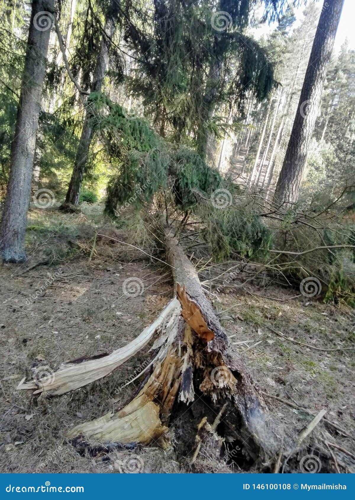 Broken trees in forest stock photo. Image of broken - 146100108