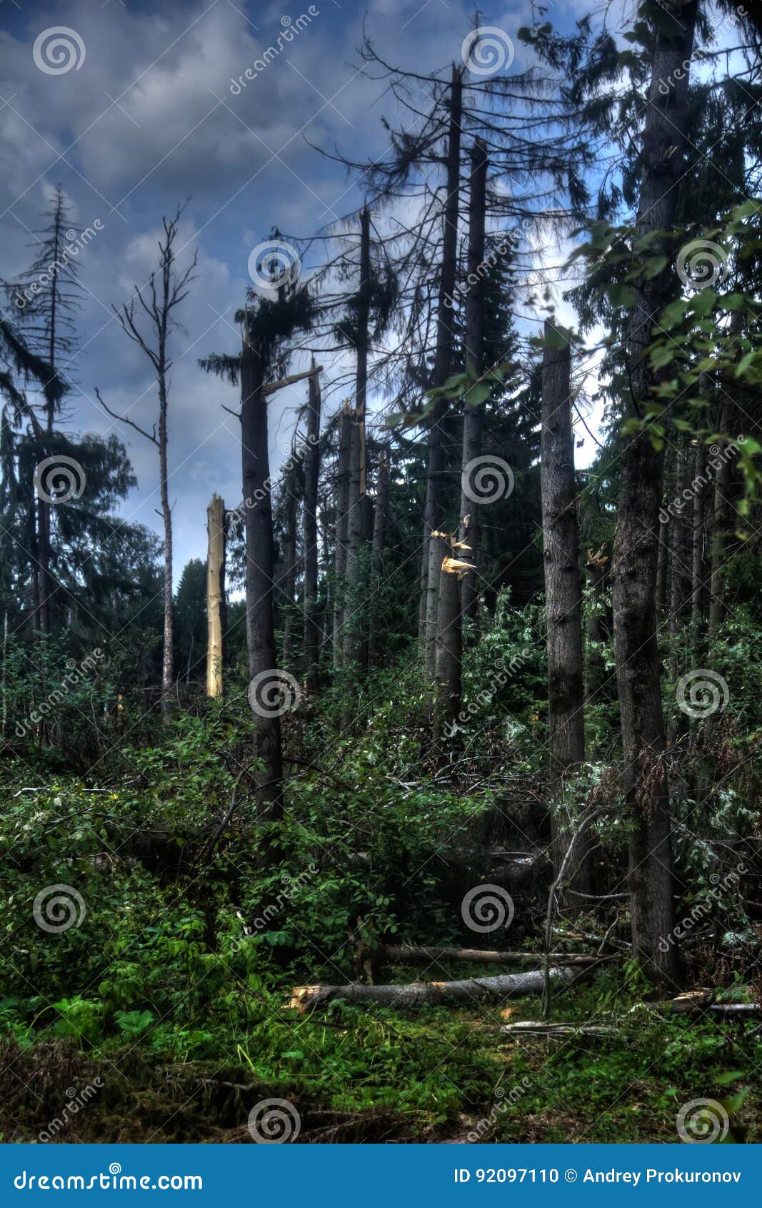 Broken forest. Summer. stock photo. Image of moving, pine - 92097110