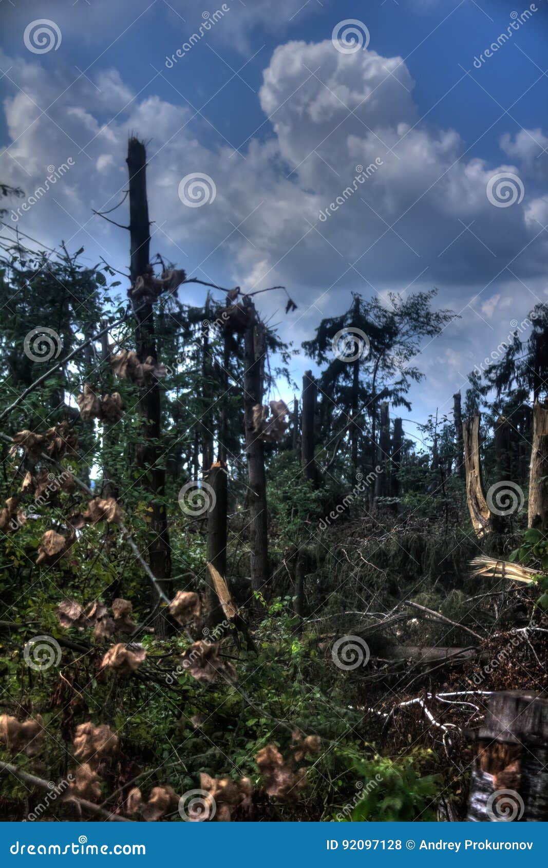 Broken forest. Summer. stock photo. Image of falling - 92097128