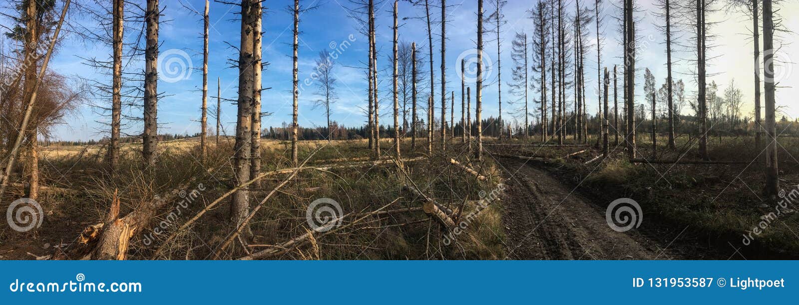 Trees in a Forest Damaged during a Wind Storm Stock Image - Image of ...