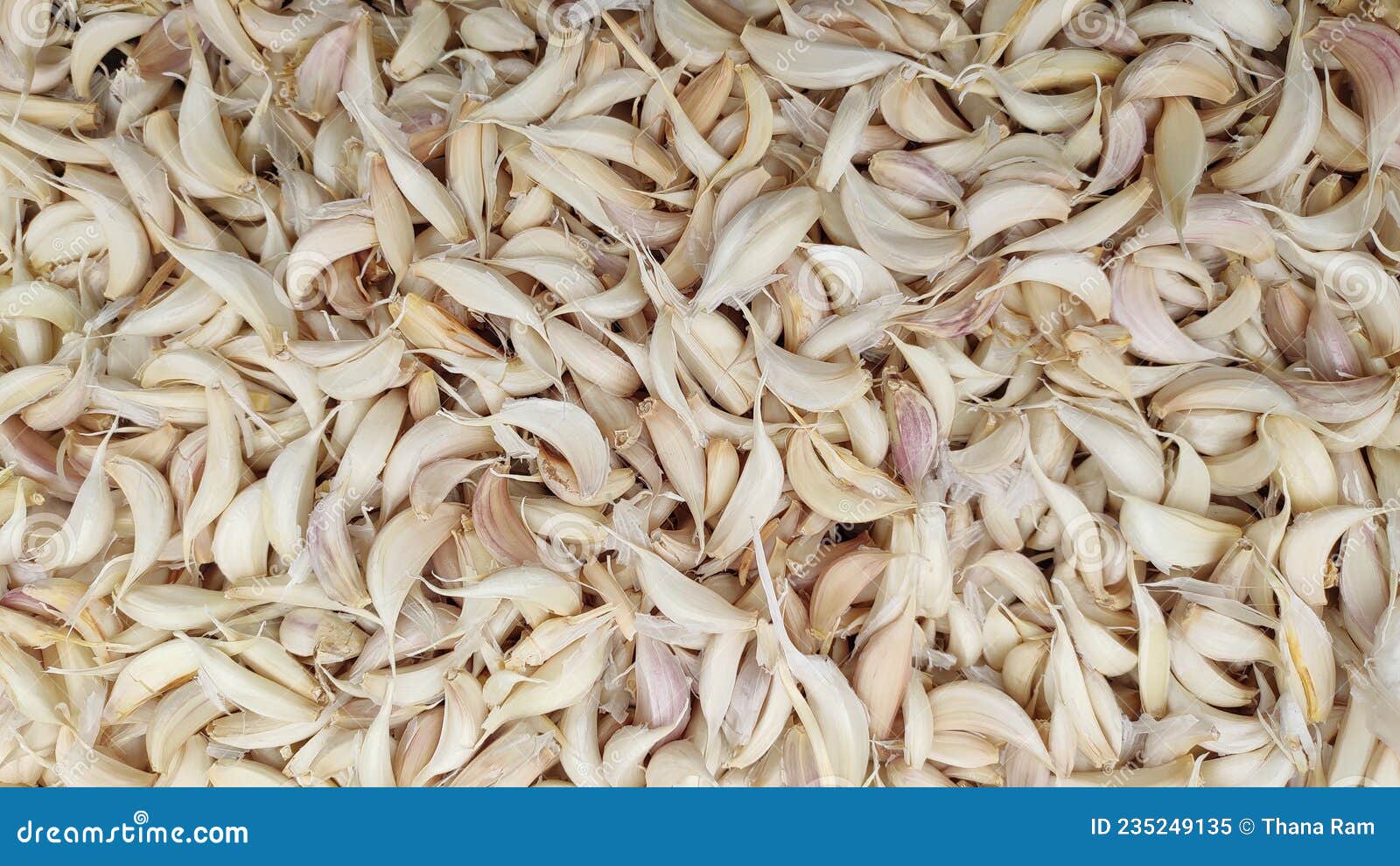 Broken Garlic Close Up Image Stock Image - Image of aromatic, harvest ...