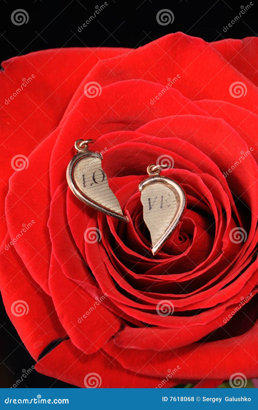 Broken Gold Heart in a Red Rose Stock Photo - Image of jewelry, nature ...