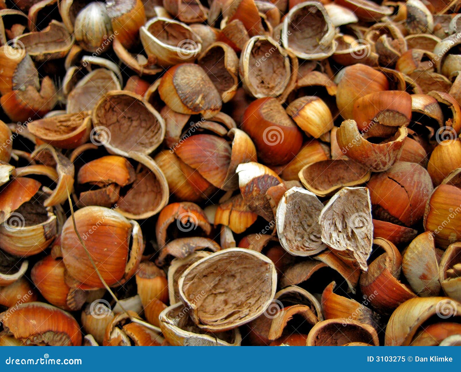 Broken Hazelnut Shells stock image. Image of edible, snack - 3103275