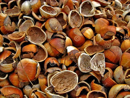 Broken Hazelnut Shells stock image. Image of edible, snack - 3103275