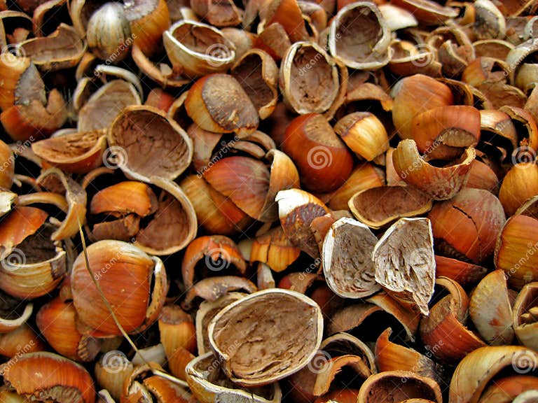 Broken Hazelnut Shells stock image. Image of edible, snack - 3103275