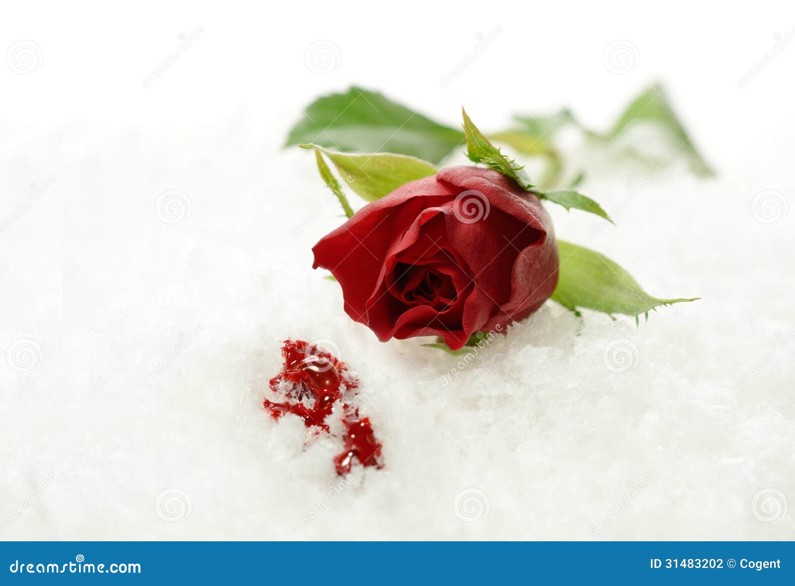 Snow Bleeding Heart Stock Photos - Free & Royalty-Free Stock Photos ...