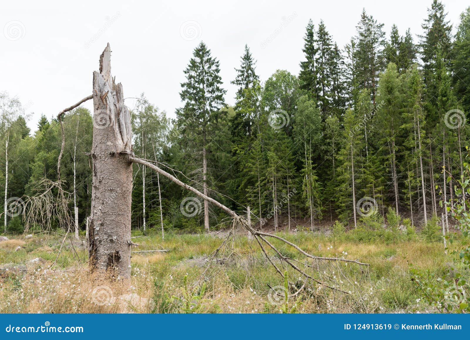 Broken high tree stump stock image. Image of grass, ecosystem - 124913619