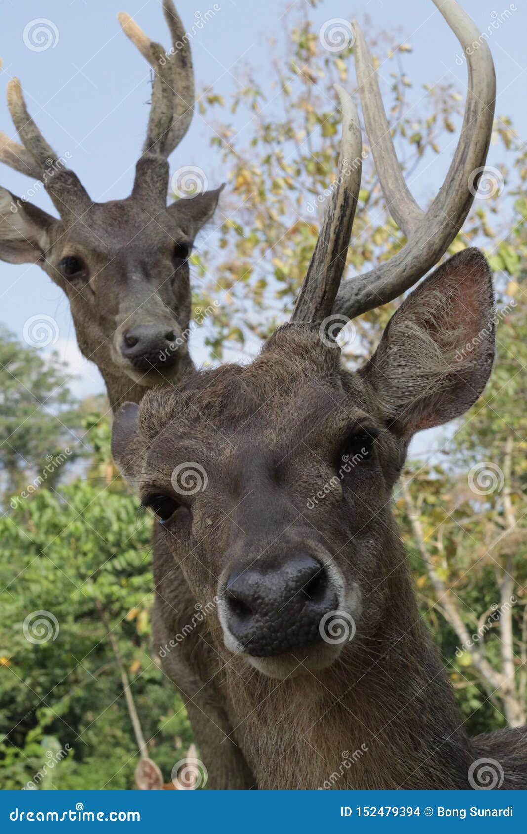 Broken Horned Deer and Completed Horned Deer Stock Photo - Image of ...