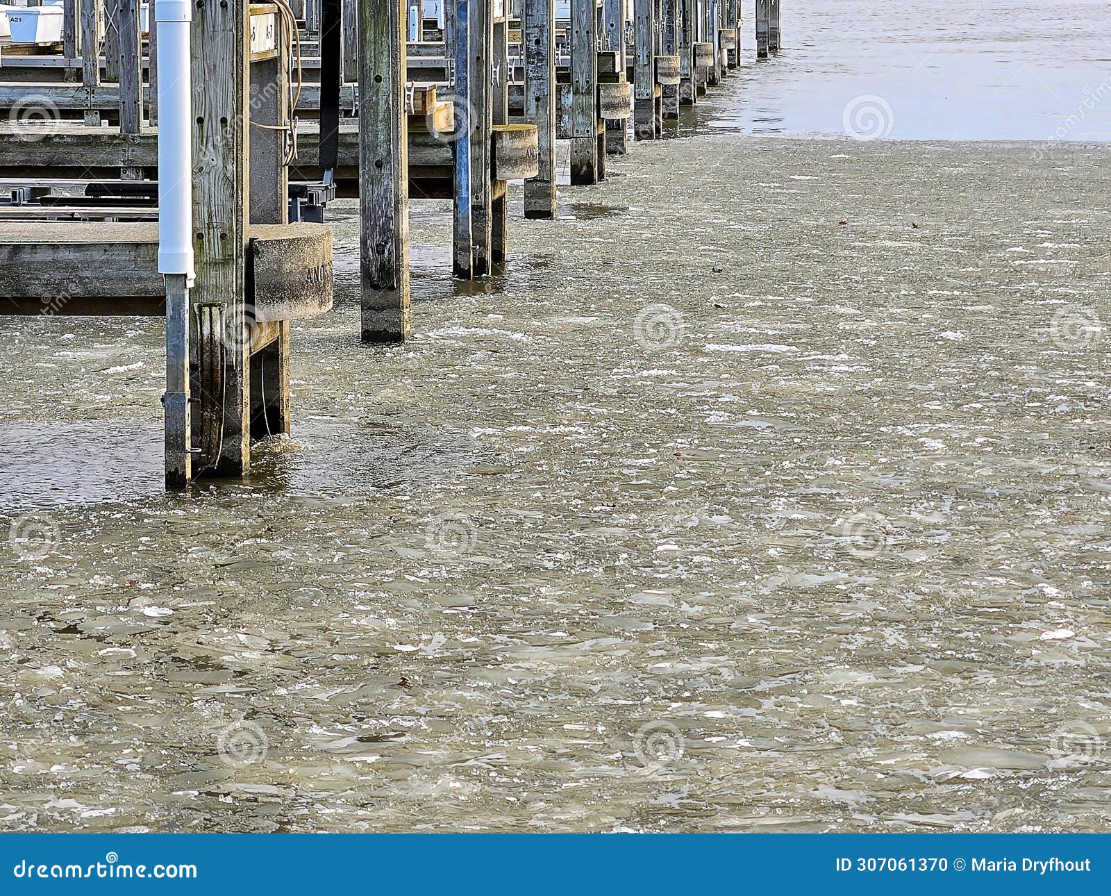 Broken Ice Pieces Floating in a Marina Stock Photo - Image of weather ...