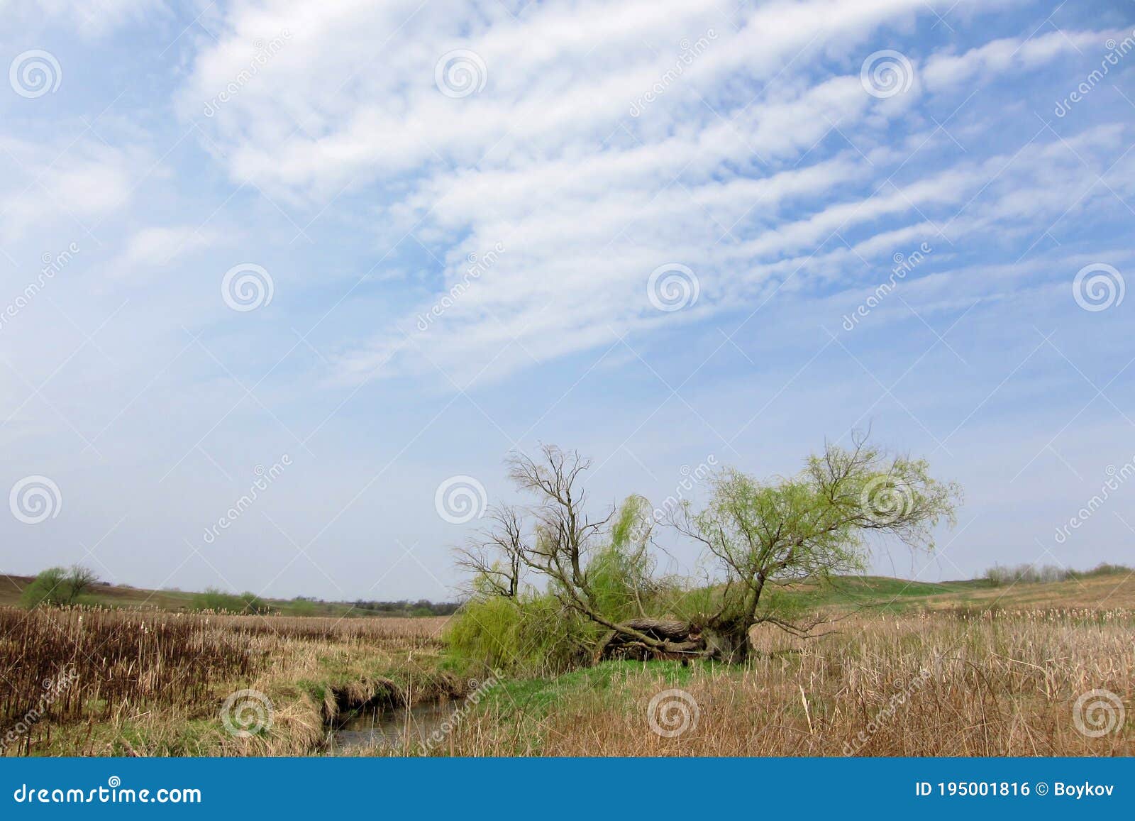 Broken Isolated Tree in the Open Green Field Stock Photo - Image of ...