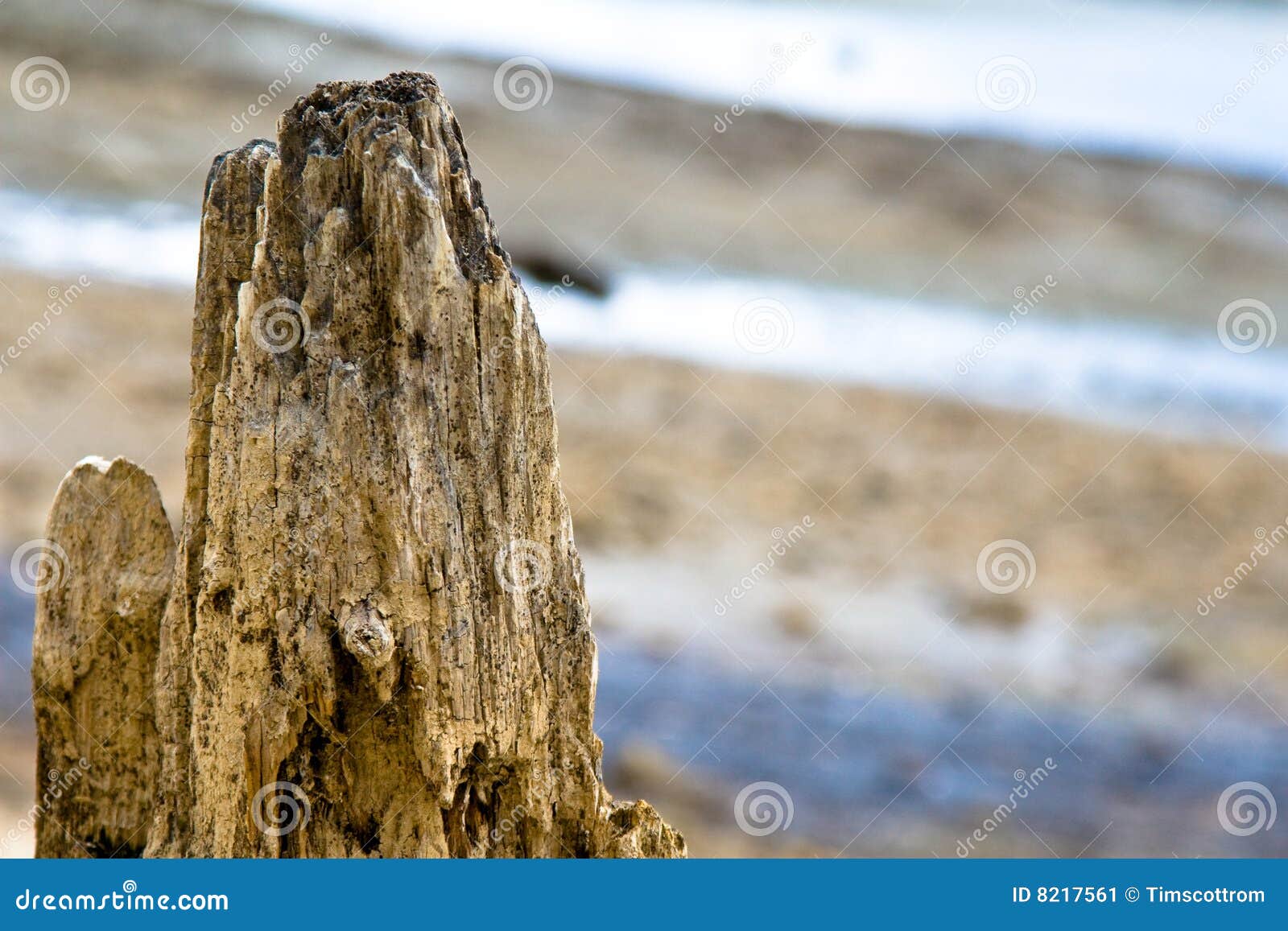 Broken jetty post stock image. Image of dead, mature, environment - 8217561