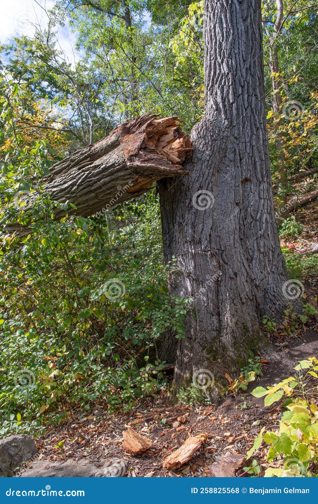 Broken large oak branch.j stock photo. Image of large - 258825568