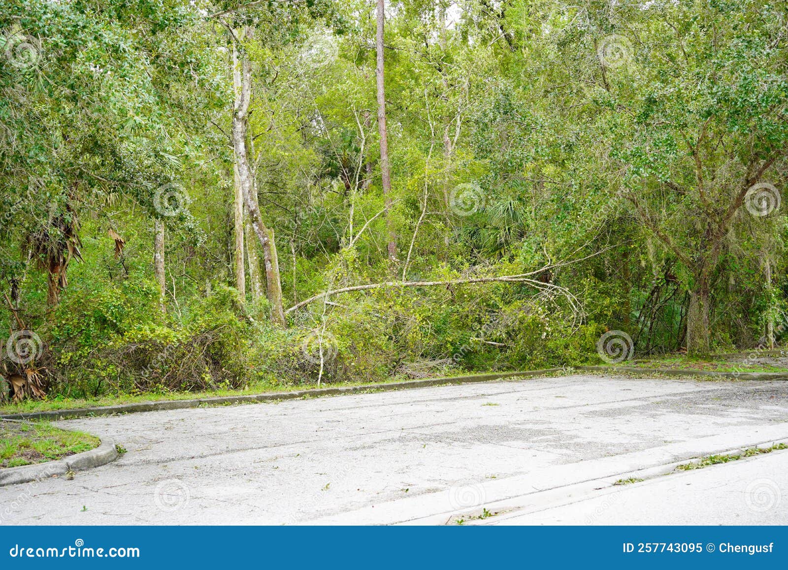 Broken Large Tree Aftermath of a Violent Disaster Hurrican Stock Image ...