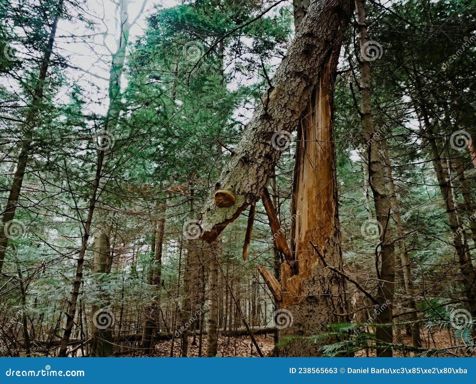 A Broken Large Tree in the Forest Stock Image - Image of wood, autumn ...