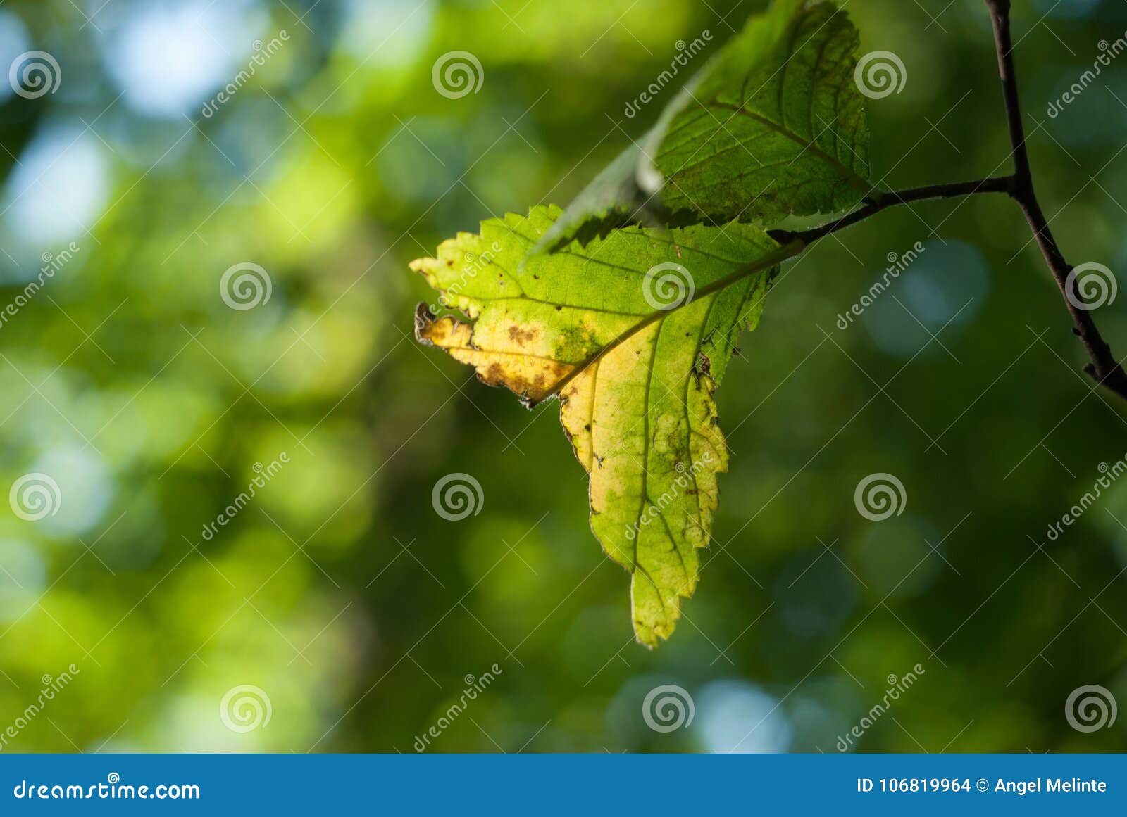 The broken leaf stock photo. Image of autumn, change - 106819964