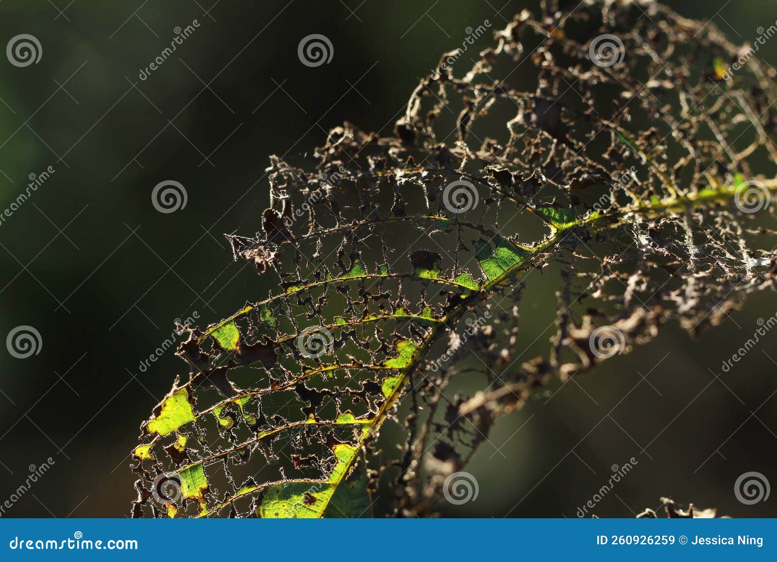 Broken Leaf Closeup in Autumn Stock Image - Image of close, blooming ...
