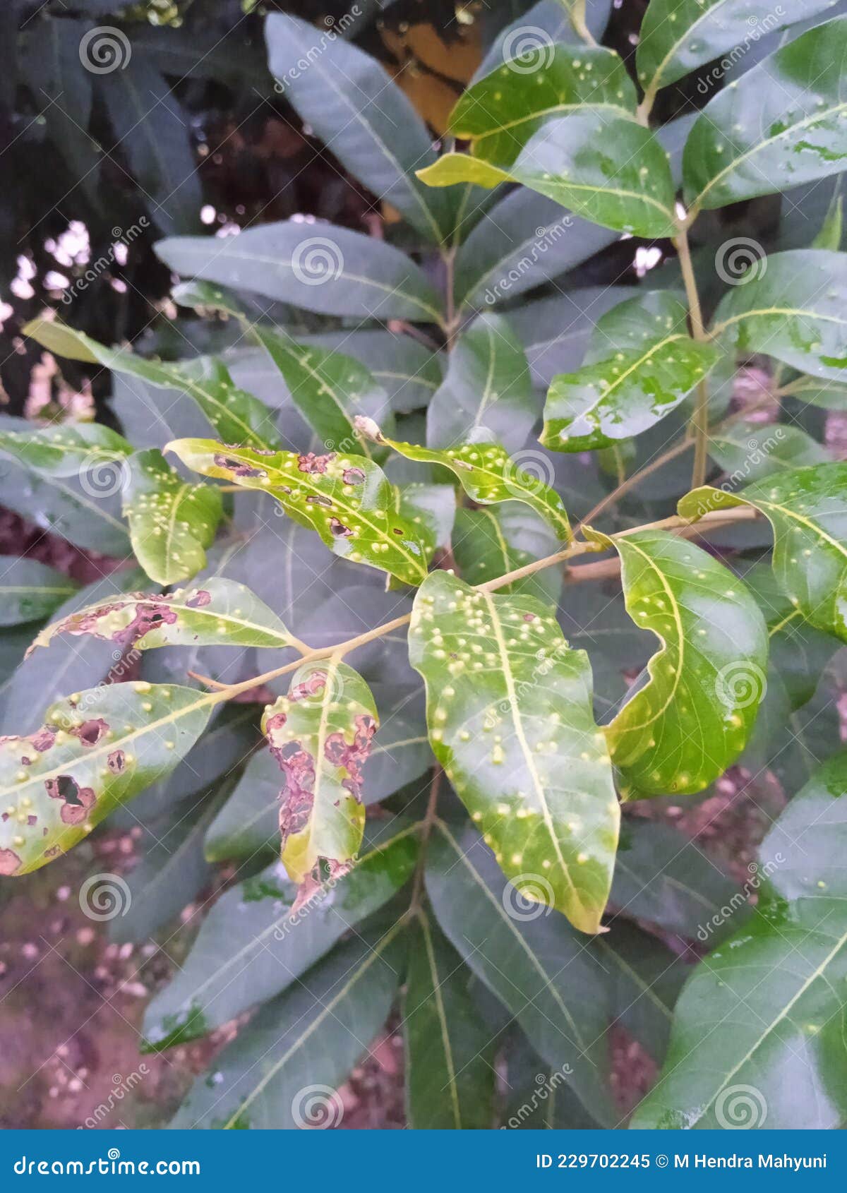 Broken Leaves in the Garden Image Stock Image - Image of garden, leaf ...