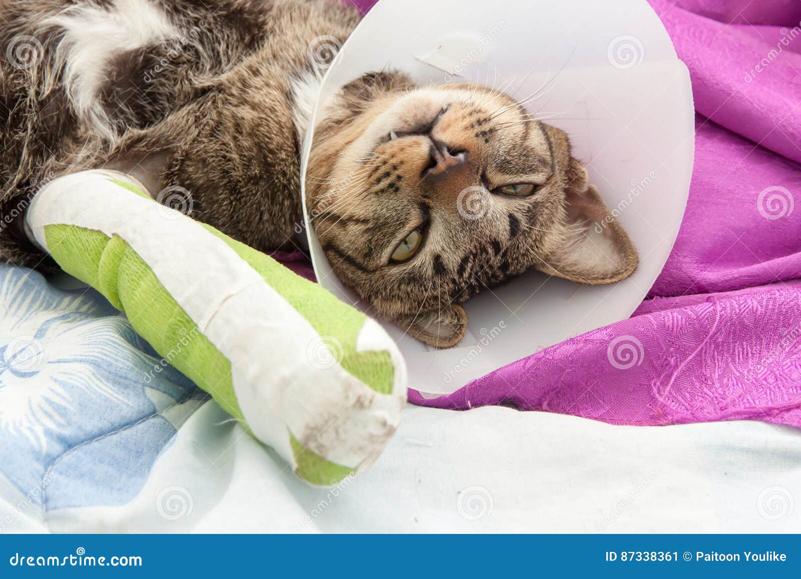 Broken leg splint cat stock image. Image of animal, veterinary - 87338361