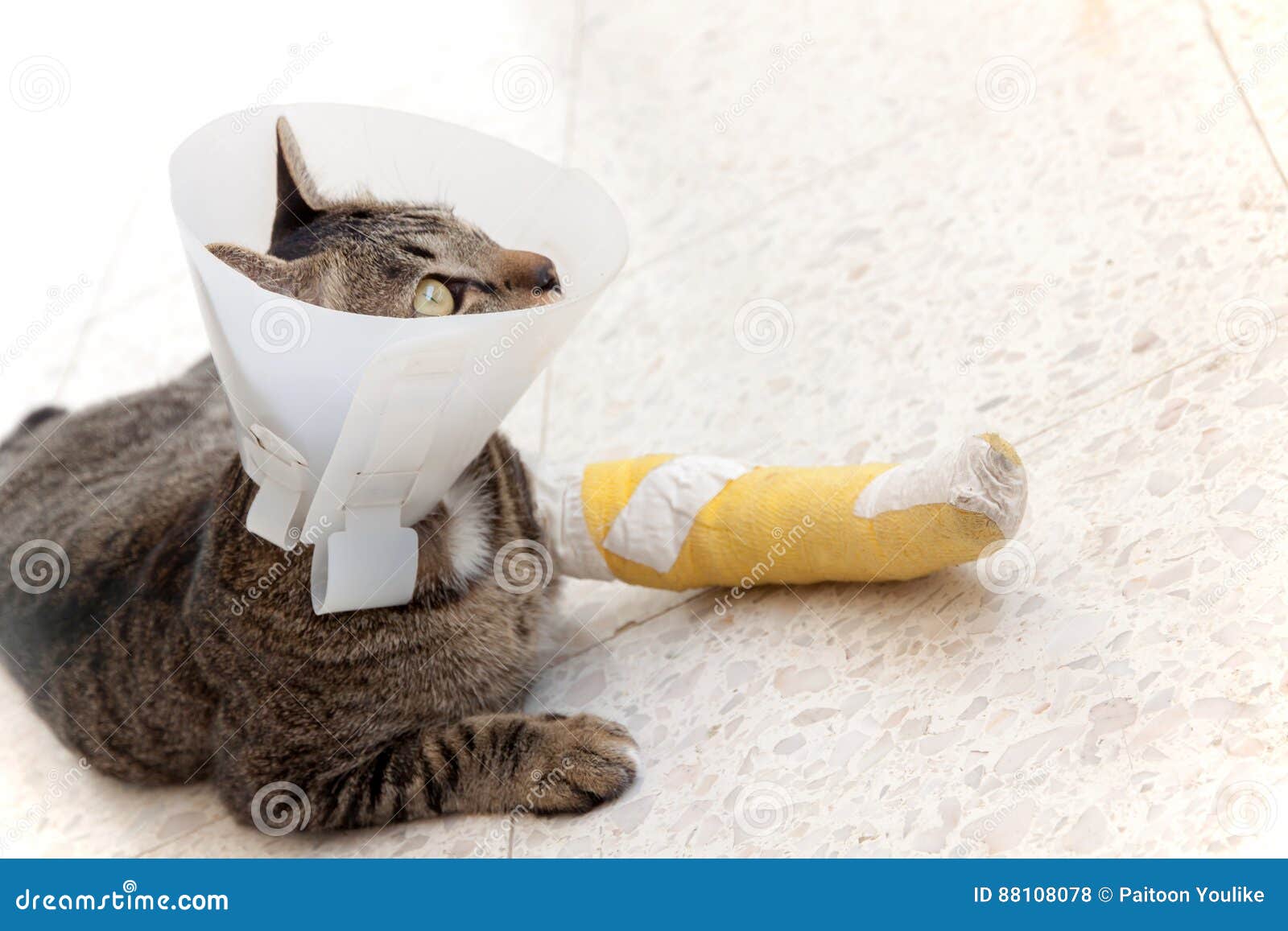Broken leg splint cat stock photo. Image of elizabethan - 88108078