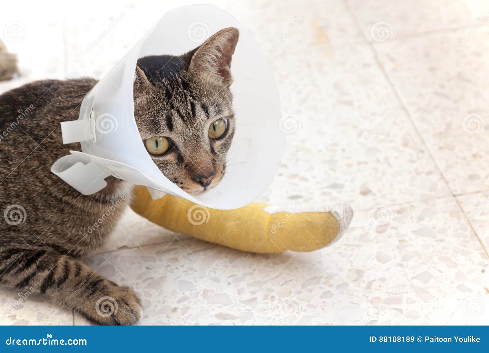 Broken leg splint cat stock image. Image of device, broken - 88108189