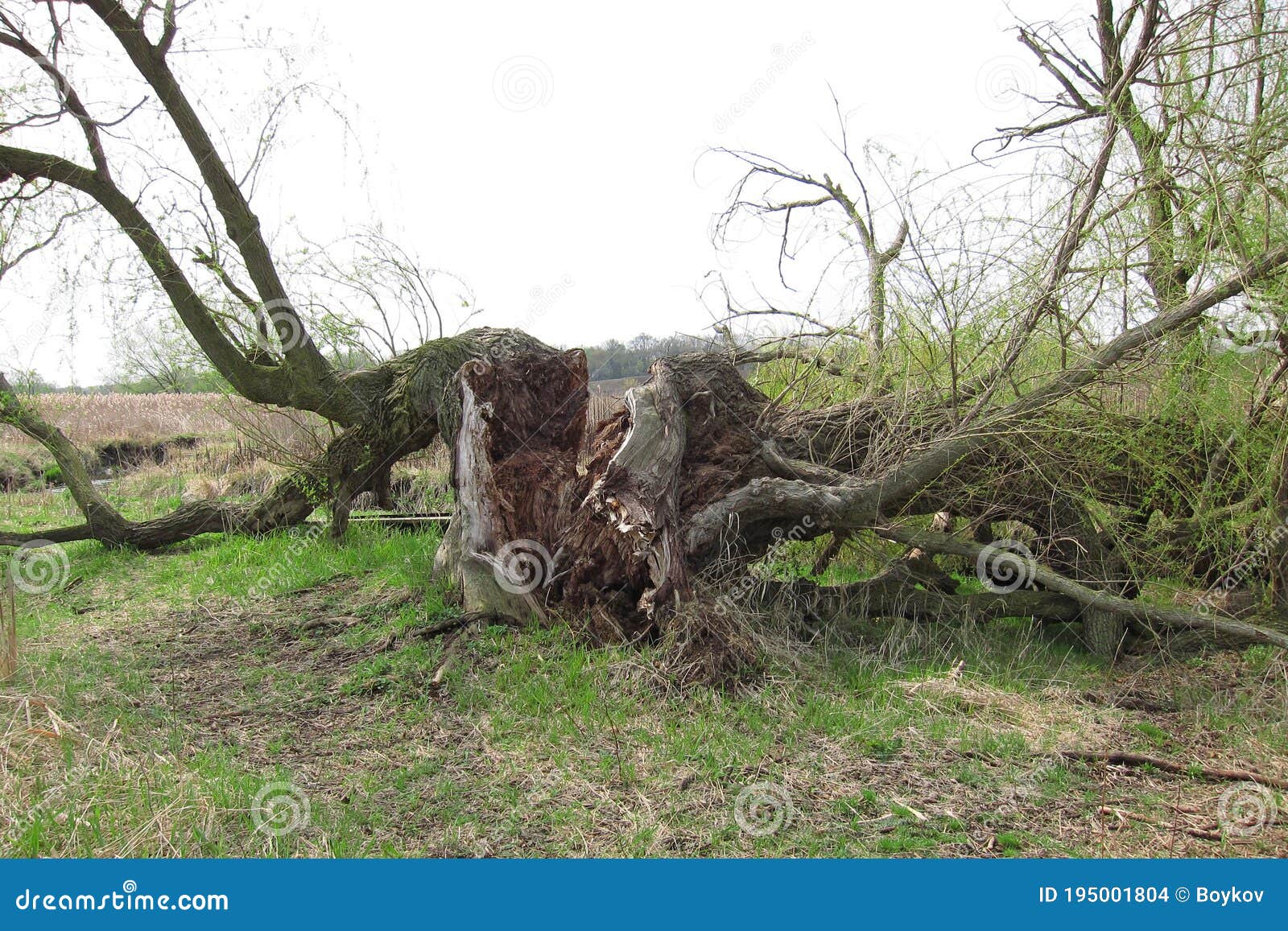 Broken by Lighting Isolated Tree Stock Photo - Image of forest ...