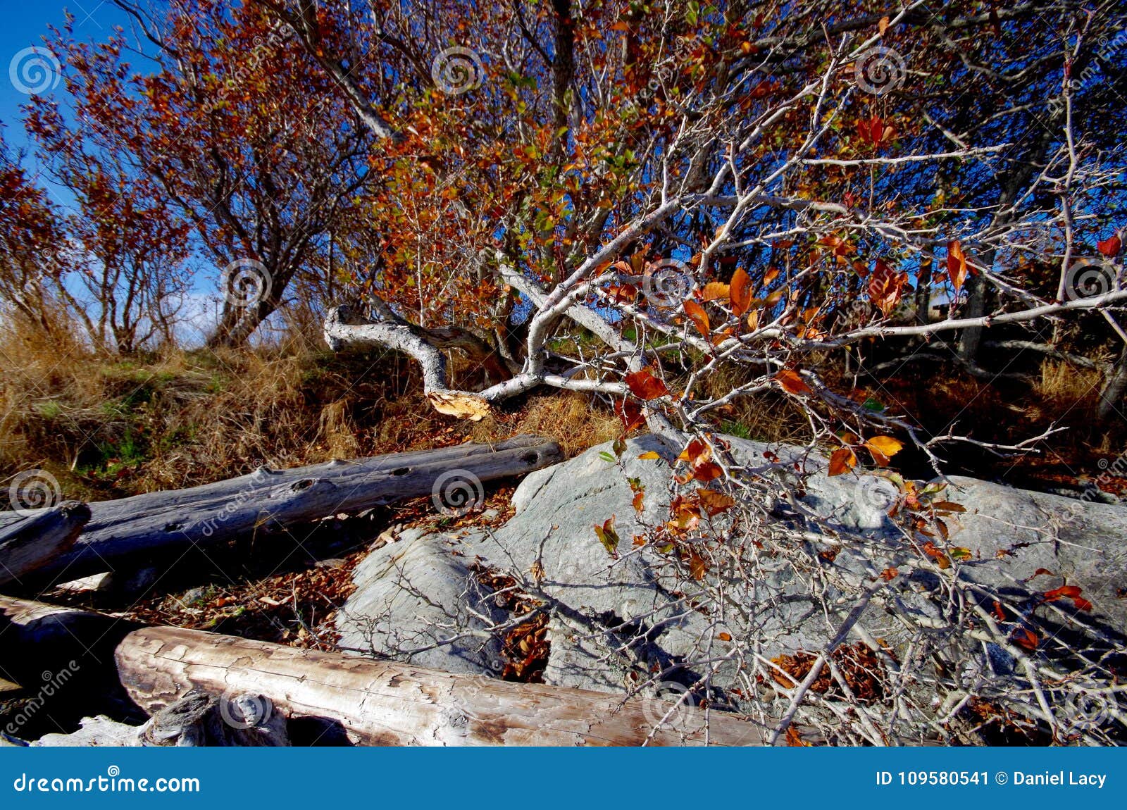 Broken Limb of Tree in Fall Colors Leaning Onto the Beach at Cattle ...