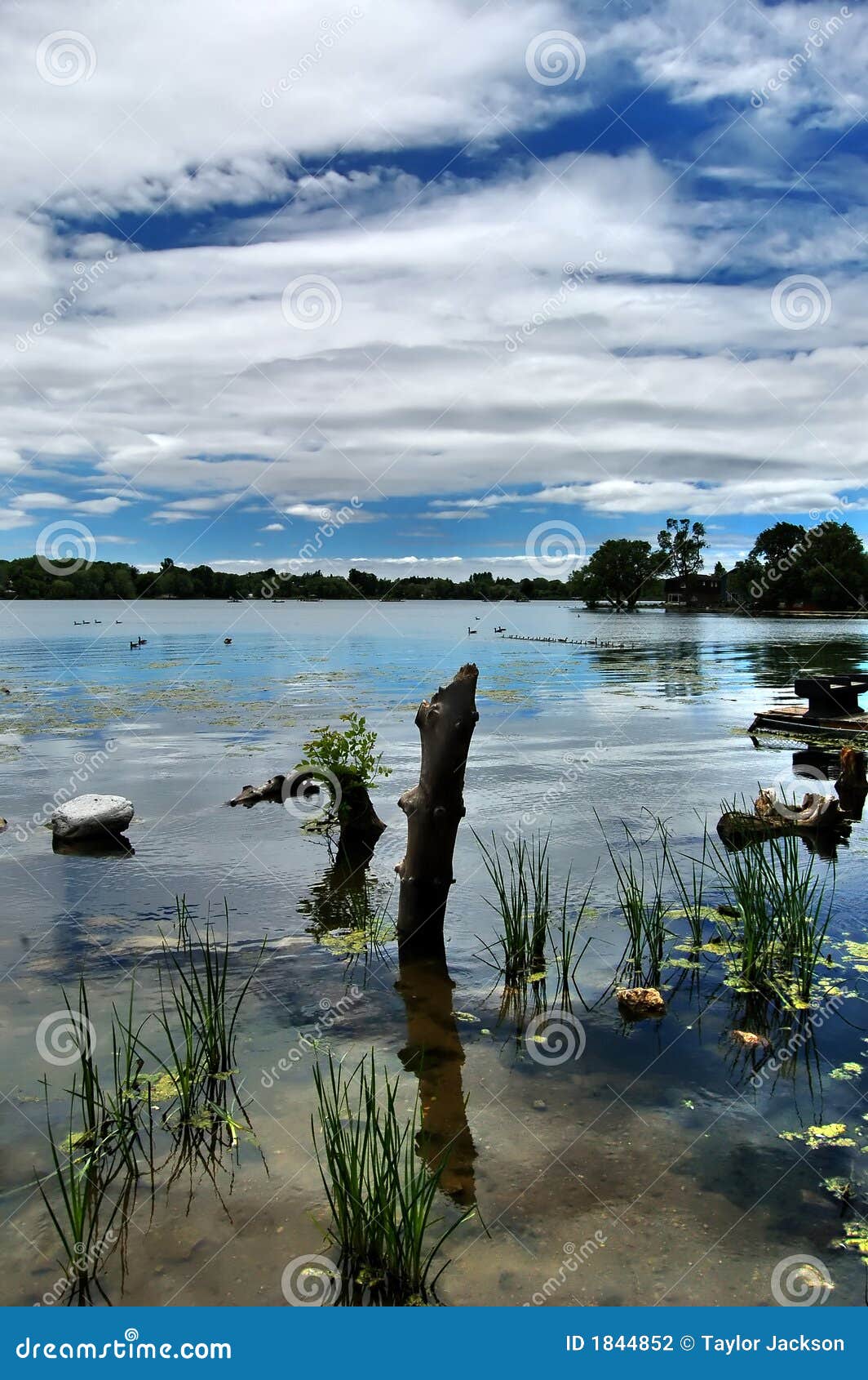 Broken Log Picture. Image: 1844852