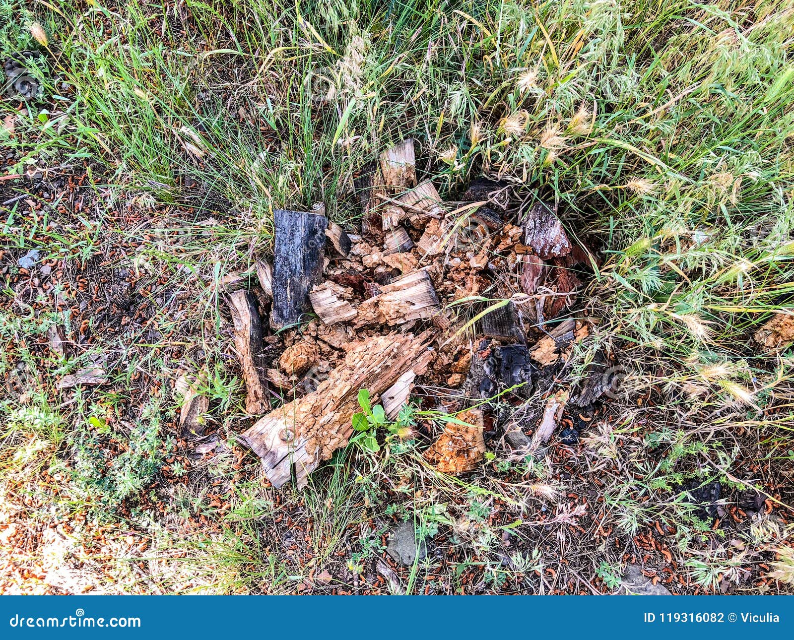 Broken Log on the Grass. Close Up Shot. Stock Photo - Image of giant ...