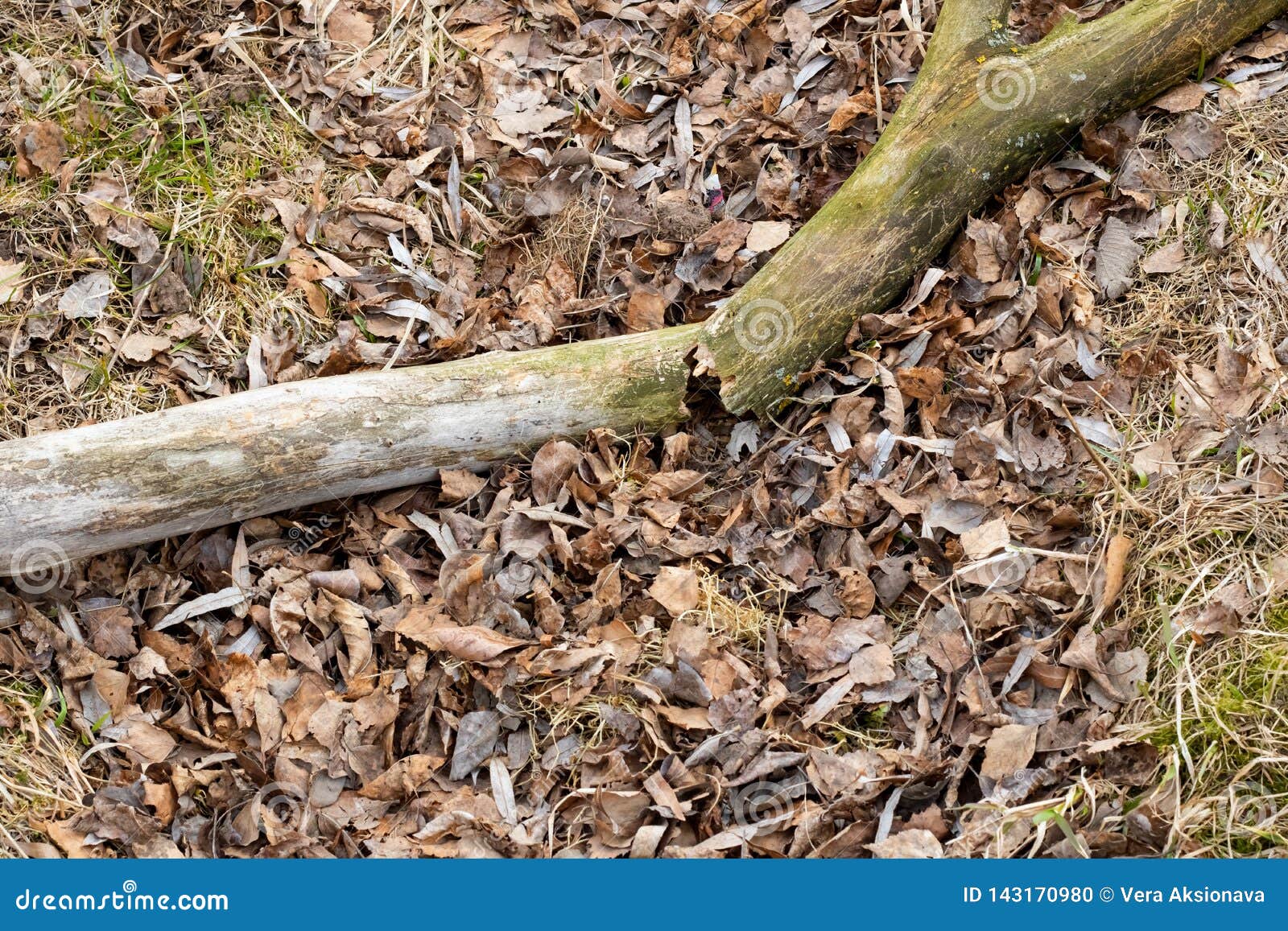 Broken Log on the Grass and Leaves in the Forest Stock Photo - Image of ...