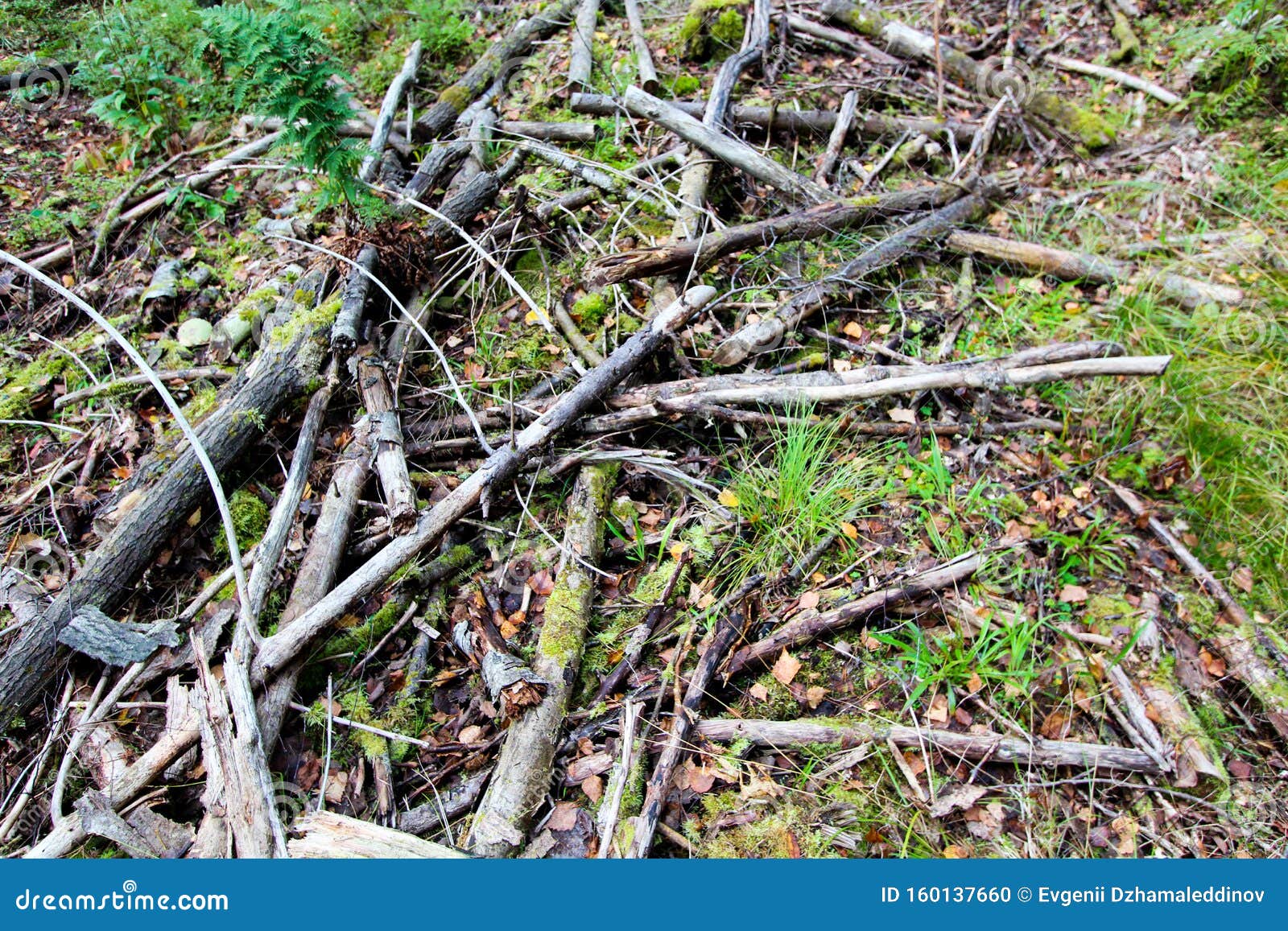 Broken Logs and Tree Branches Lie on the Green Grass in the Forest ...