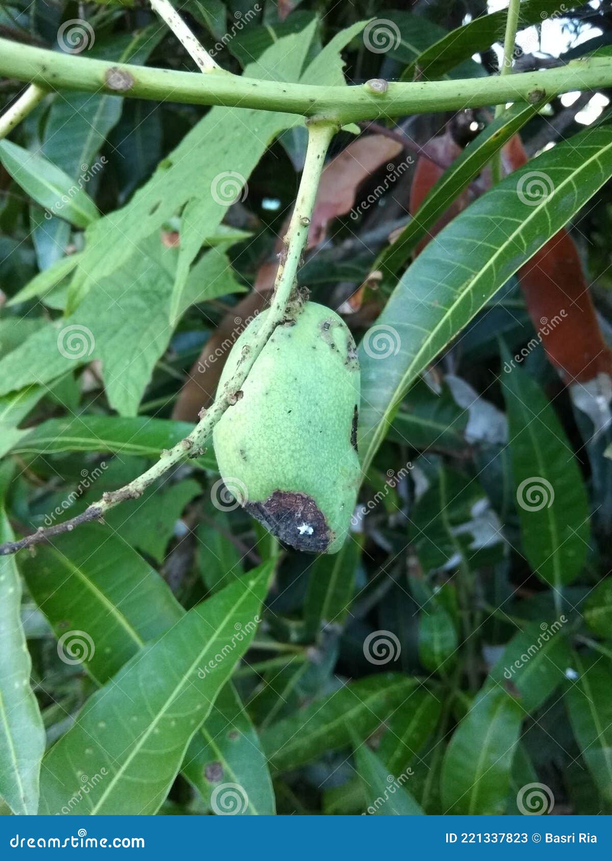 Broken mango stock image. Image of invertebrate, jungle - 221337823