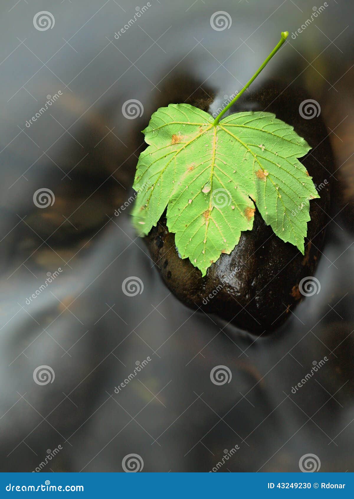 Broken Maple Leaf on Basalt Stone in Water of Mountain River, First ...