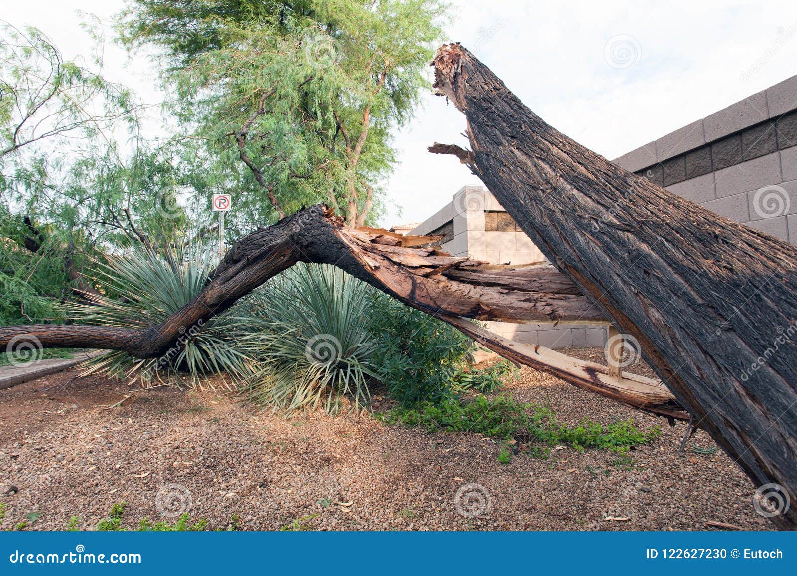 Broken Mesquite Tree Trunk stock photo. Image of seasonal - 122627230