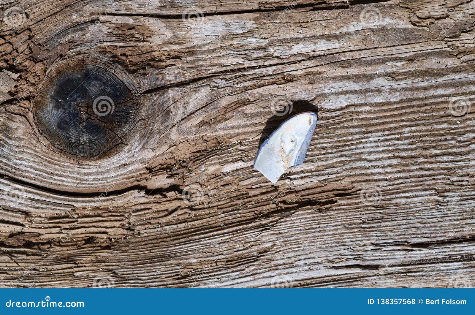 Broken Mussel Shell on an Old Cracked Driftwood Board Stock Photo ...