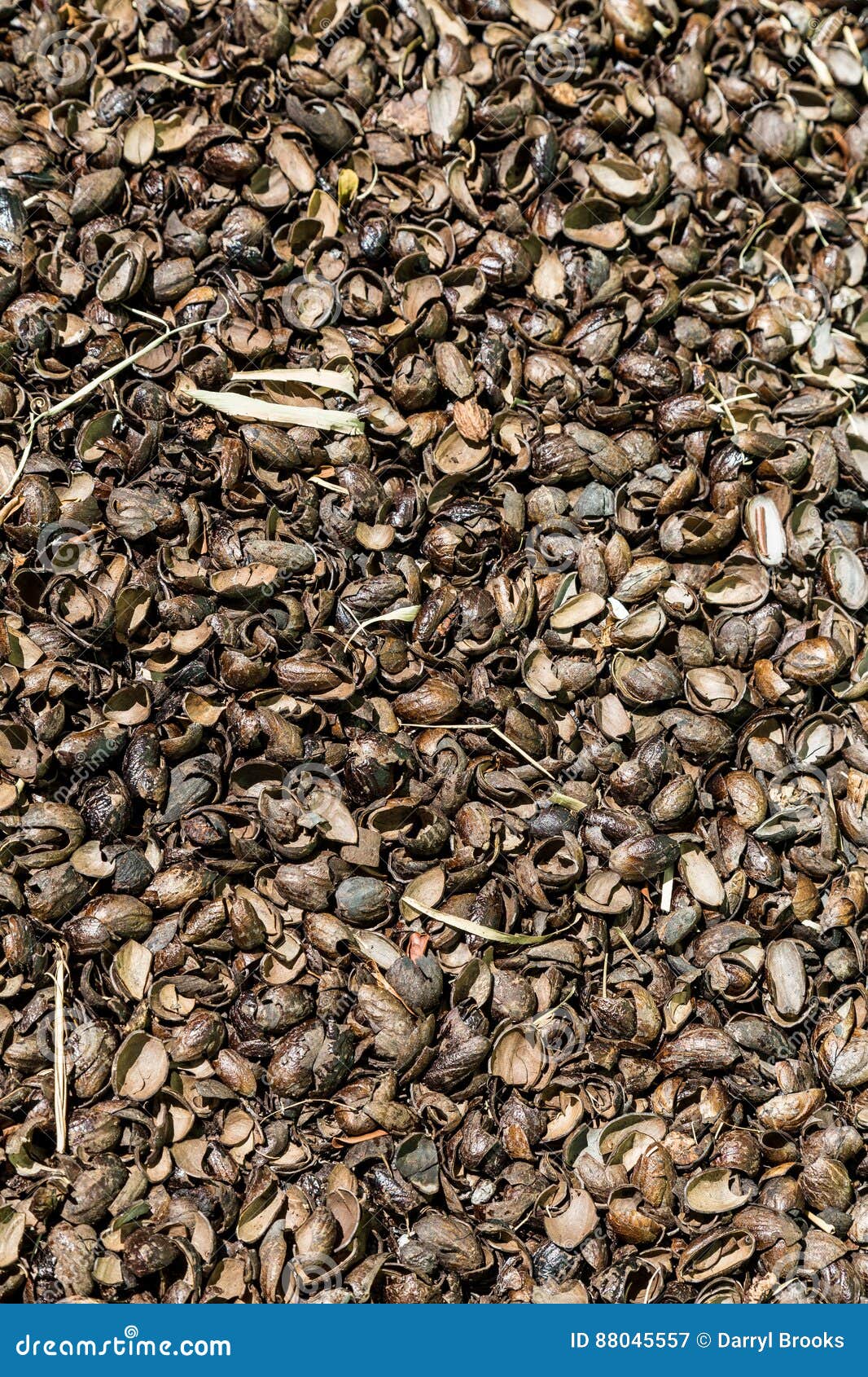 Broken Nutmeg Shells stock image. Image of spices, aromatic - 88045557