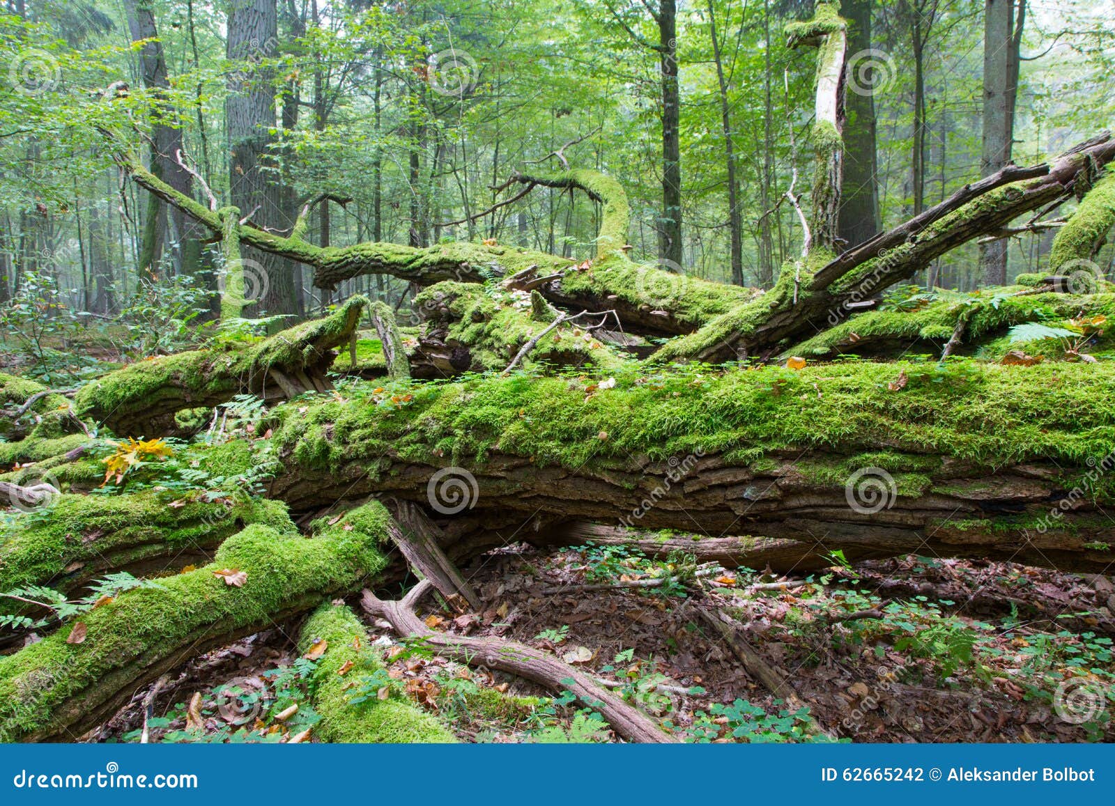 Broken Oak Tree Branch Moss Wrapped Stock Photo - Image of decay ...