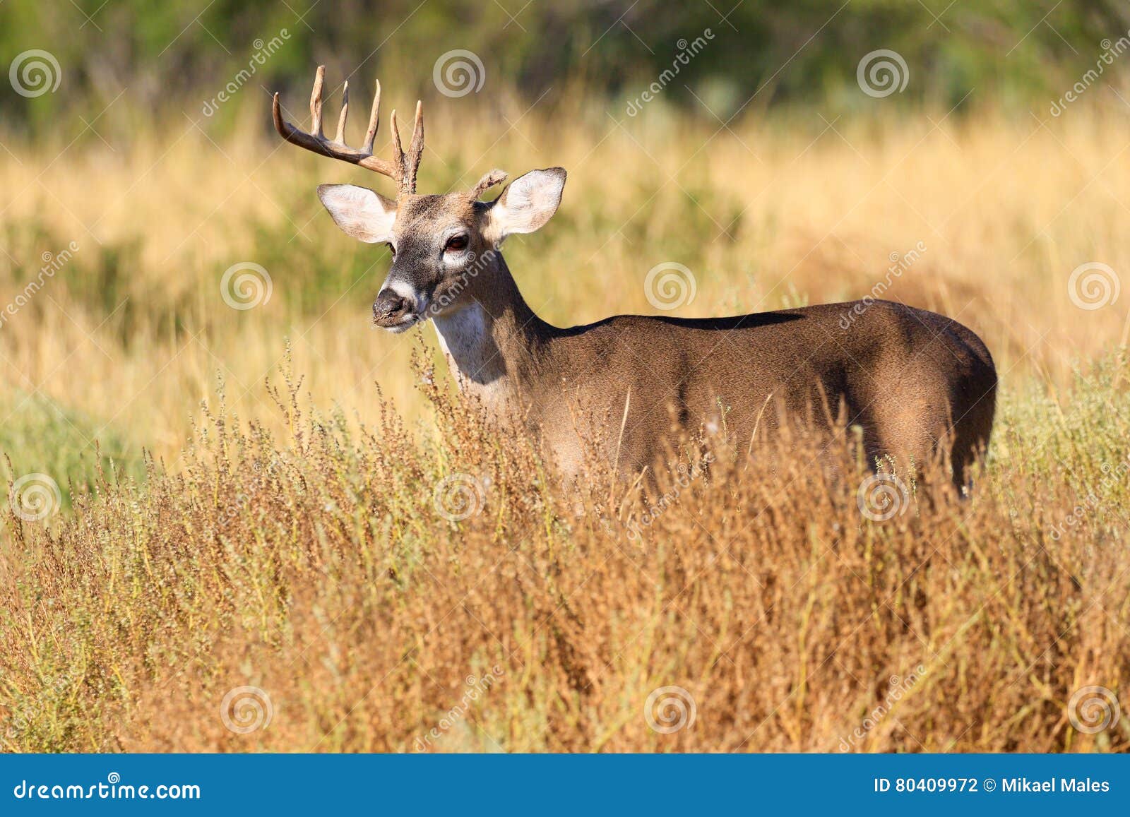 Broken off antler stock photo. Image of activity, breeding - 80409972