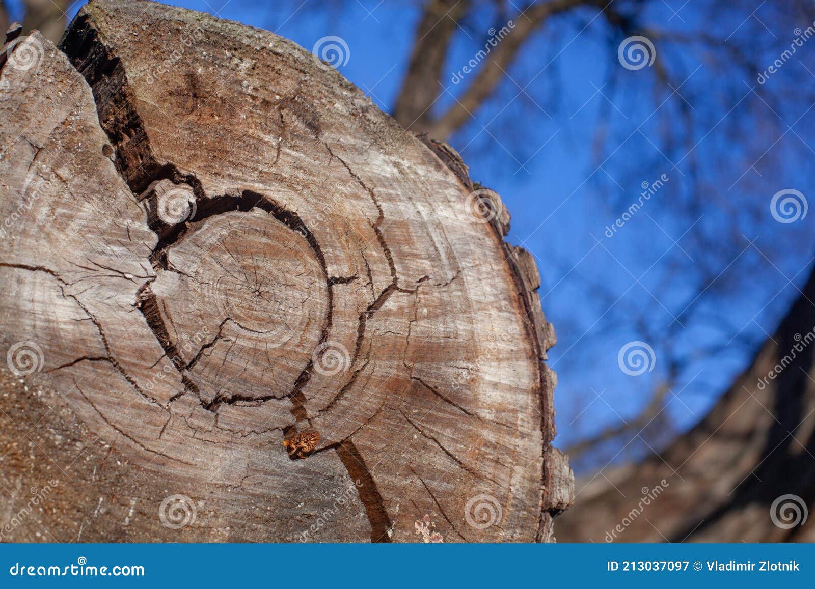 Broken Old Cut Tree Log Piled Up Near a Forest Road in Sunny Summer Day ...