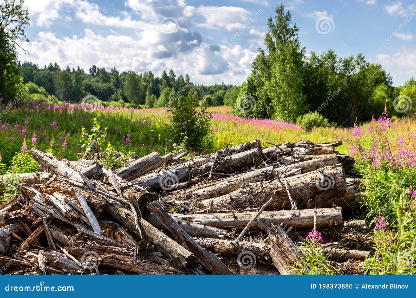 Broken Old Cut Tree Logs Piled Up on the Meadow in Forest Stock Photo ...